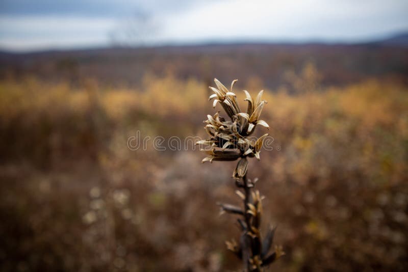 Yellow Brown Dead Flower Vegetation in a Field in Autumn Fall Stock ...