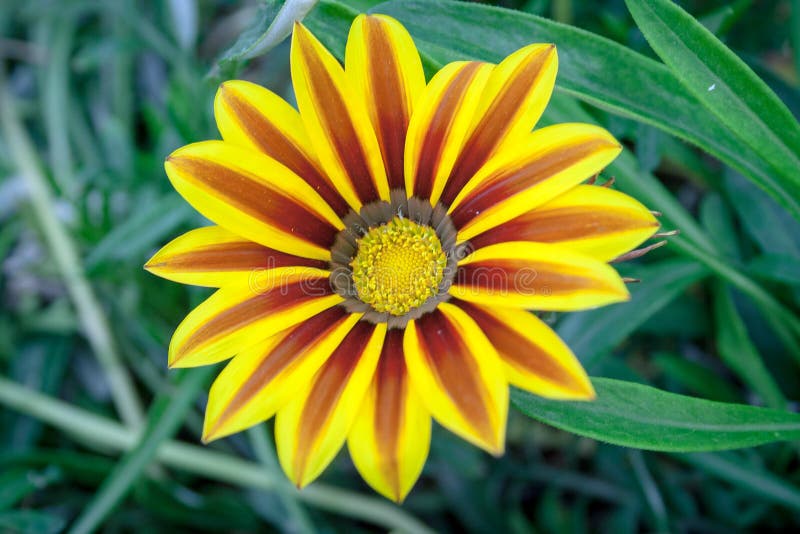 Yellow and Brown Flower on a Background of Green Leaves Stock Image ...