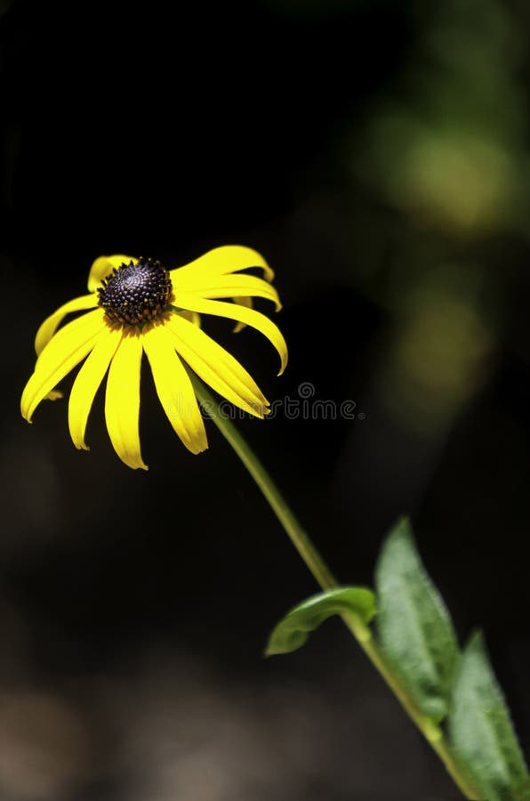 Yellow and Brown Flower on a Stem Stock Image - Image of garden ...