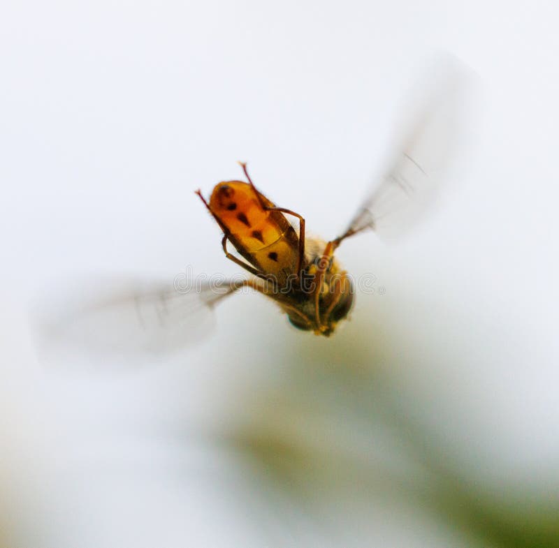 A Yellow and Brown Insect is Flying in the Air Stock Image - Image of ...