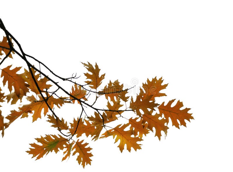 4,844 Sycamore Tree Leaves Images Stock Photos - Free & Royalty-Free ...