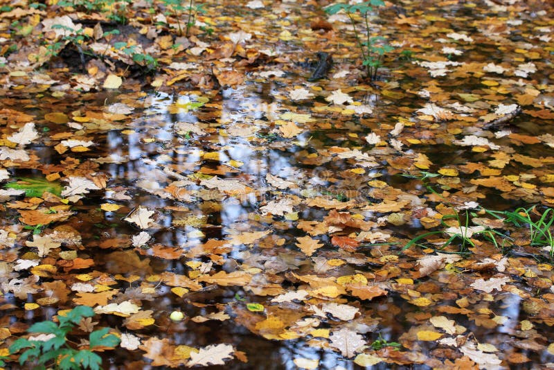 Yellow and Brown Leaves Floating in a Puddle in the Autumn Forest Stock ...