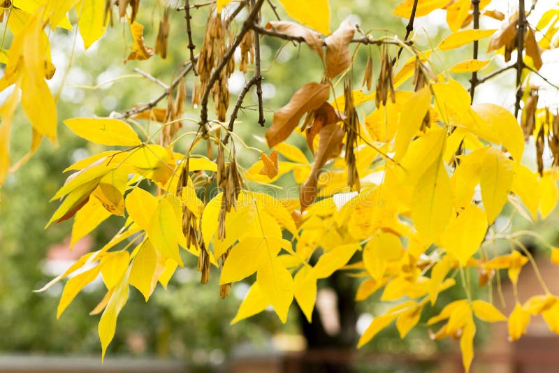 Yellow and Brown Leaves on a Tree Stock Photo - Image of season, golden ...