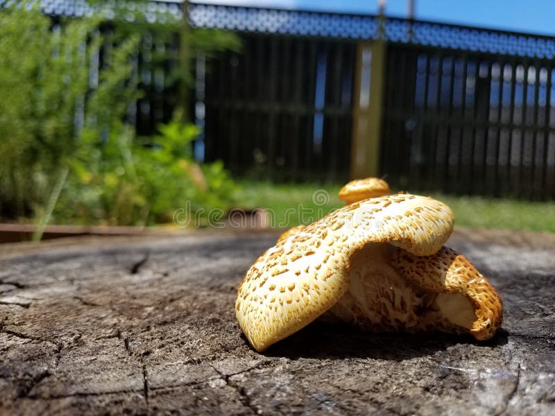 Yellow and Brown Mushroom on Tree Stump Stock Photo - Image of nature ...
