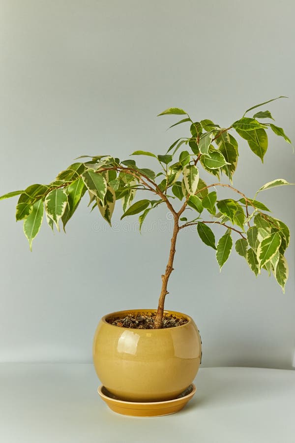 Beautiful Round Pot with a Tree Stock Photo - Image of spring, bush ...