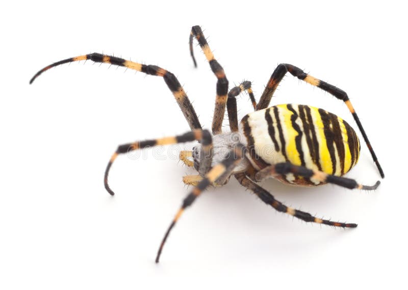 Yellow and brown spider. stock image. Image of spider - 125276547