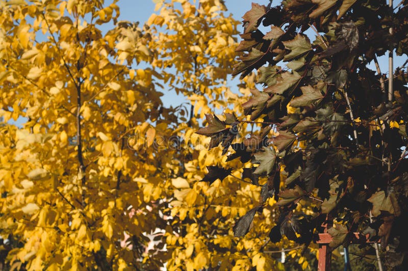 Yellow Brown Texture of Foliage. Autumn Maple and Walnut Trees Stock ...