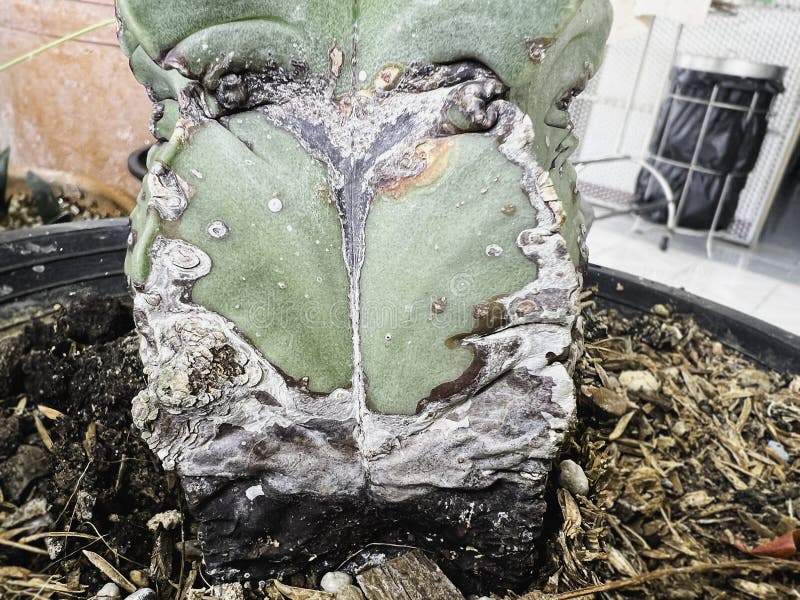 Yellow and Brown Texture on Surface of Cactus.damaged from Fungle and ...