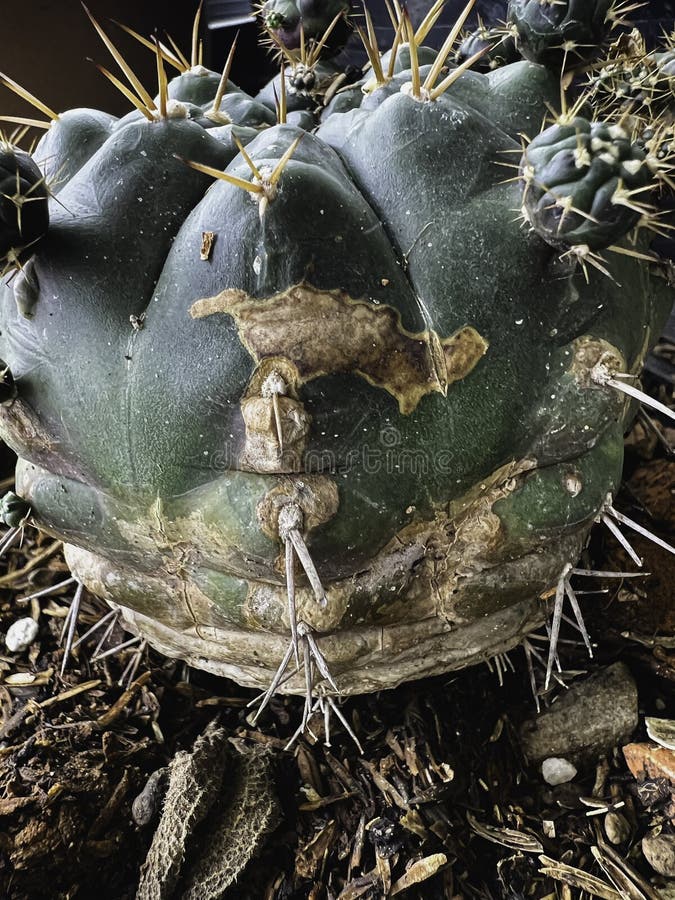 Yellow and Brown Texture on Surface of Cactus.damaged from Fungle and ...
