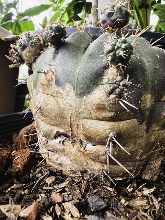 Yellow and Brown Texture on Surface of Cactus.damaged from Fungle and ...