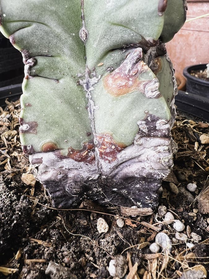 Yellow and Brown Texture on Surface of Cactus.damaged from Fungle and ...