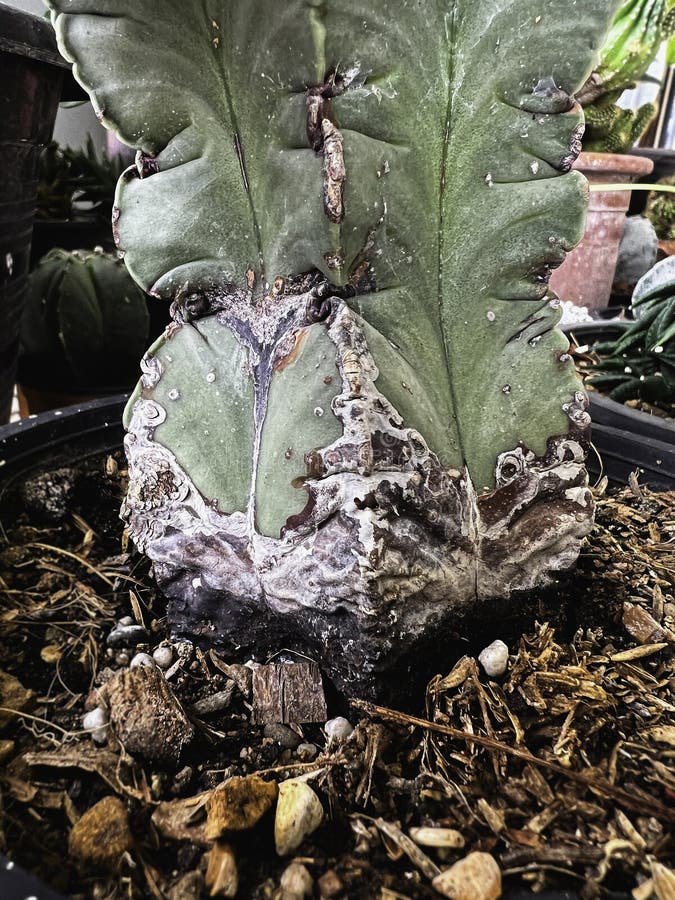 Yellow and Brown Texture on Surface of Cactus.damaged from Fungle and ...
