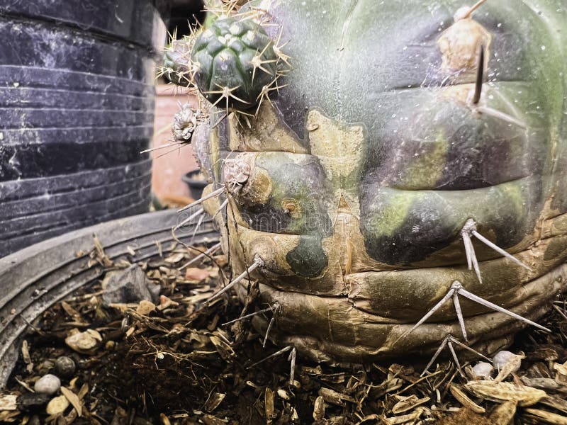 Yellow and Brown Texture on Surface of Cactus.damaged from Fungle and ...