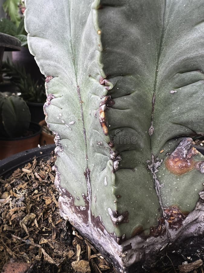Yellow and Brown Texture on Surface of Cactus.damaged from Fungle and ...