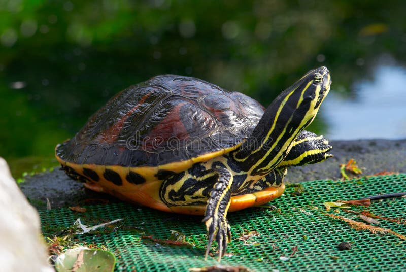 Western painted turtle stock photo. Image of wildlife - 15863870