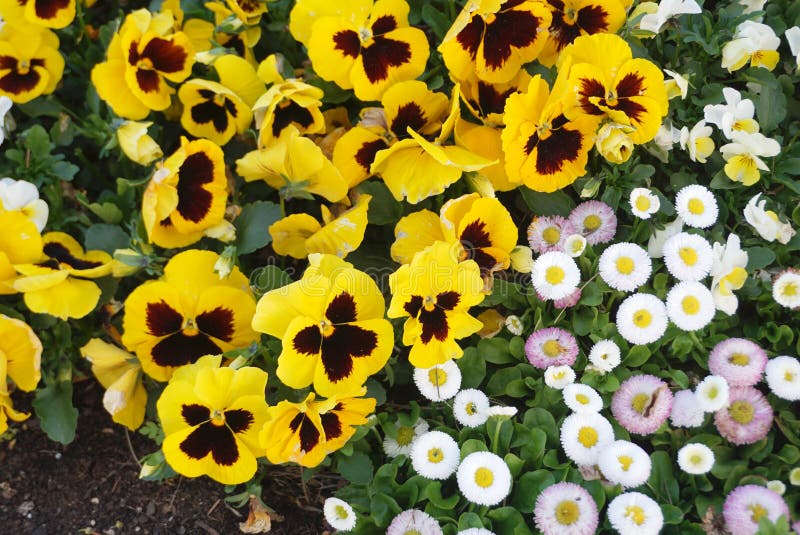 Vilola Flowers Stock Photos - Free & Royalty-Free Stock Photos from ...