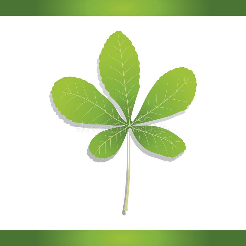 Yellow Buckeye Leaf. Vector Illustration Decorative Design Stock Vector ...