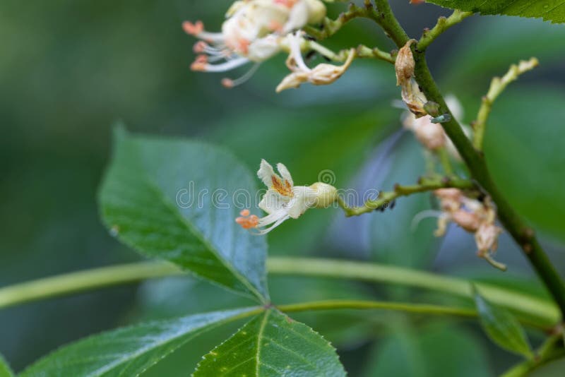 Yellow Buckeye Tree Flower, Aesculus Flava Stock Image - Image of ...