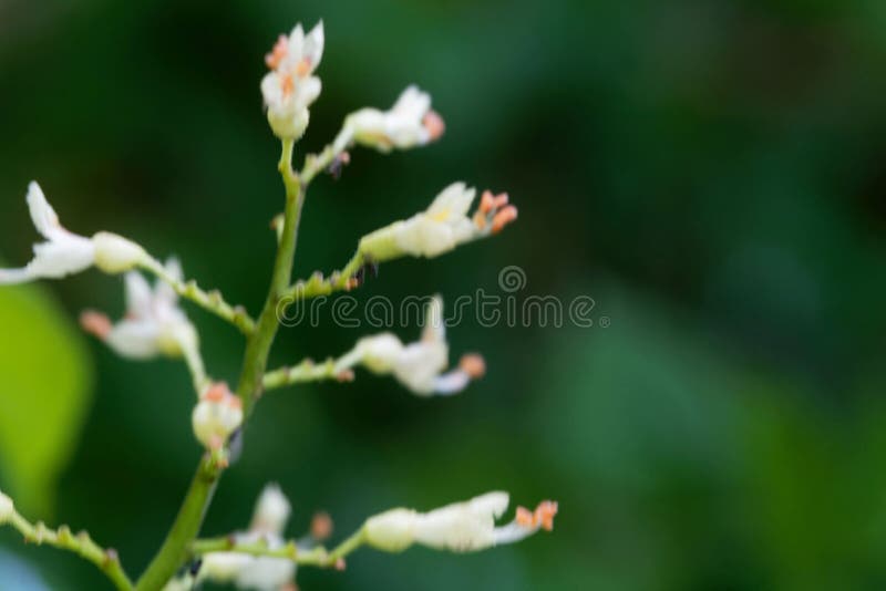Yellow Buckeye Tree Flower, Aesculus Flava Stock Photo - Image of ...