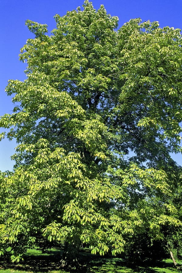 Yellow Buckeye 52675 stock photo. Image of sweet, foliage - 197735634