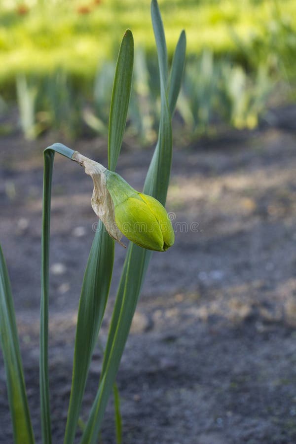 Yellow bud Narcissus stock image. Image of sprout, grass - 70963889