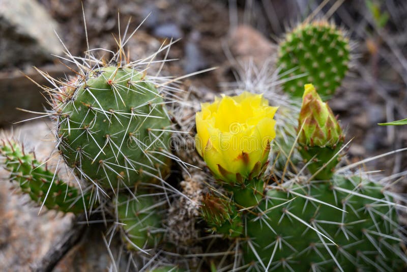 Sharp Cactus stock image. Image of plants, sharp, spanish - 66088517