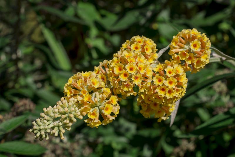 Yellow Buddleja Davidii Plant Blooming in Close U Stock Photo - Image ...
