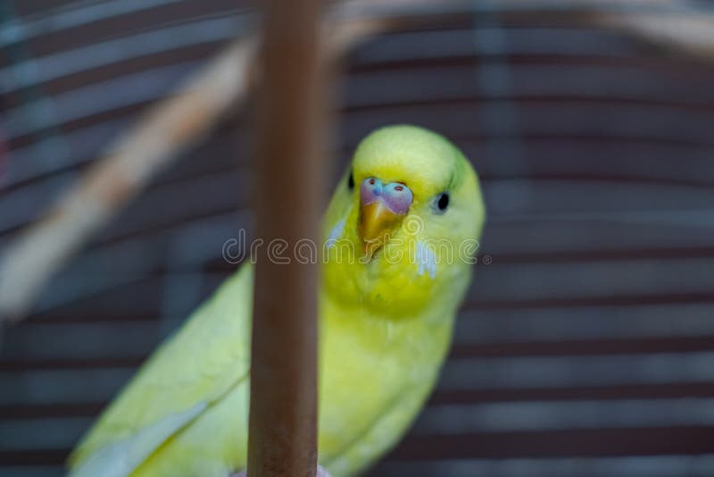 Yellow Budgerigar in a Cage. Bird in Captivity, Parrot Breeding Stock ...