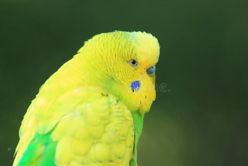 Yellow budgerigar stock photo. Image of common, yellow - 31333522