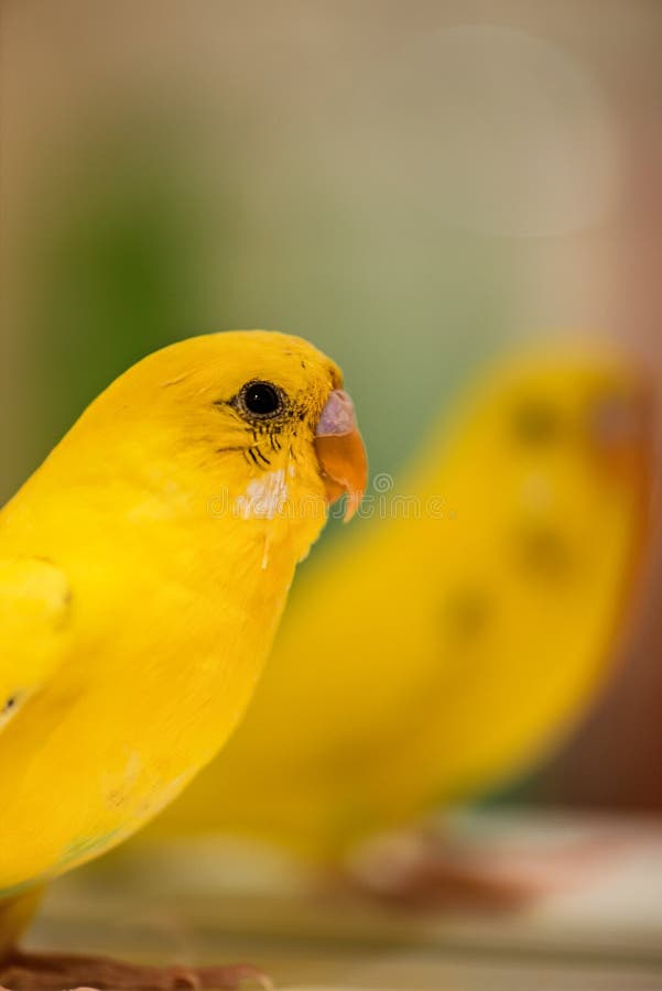 Yellow budgerigar stock image. Image of beauty, closeup - 63323633