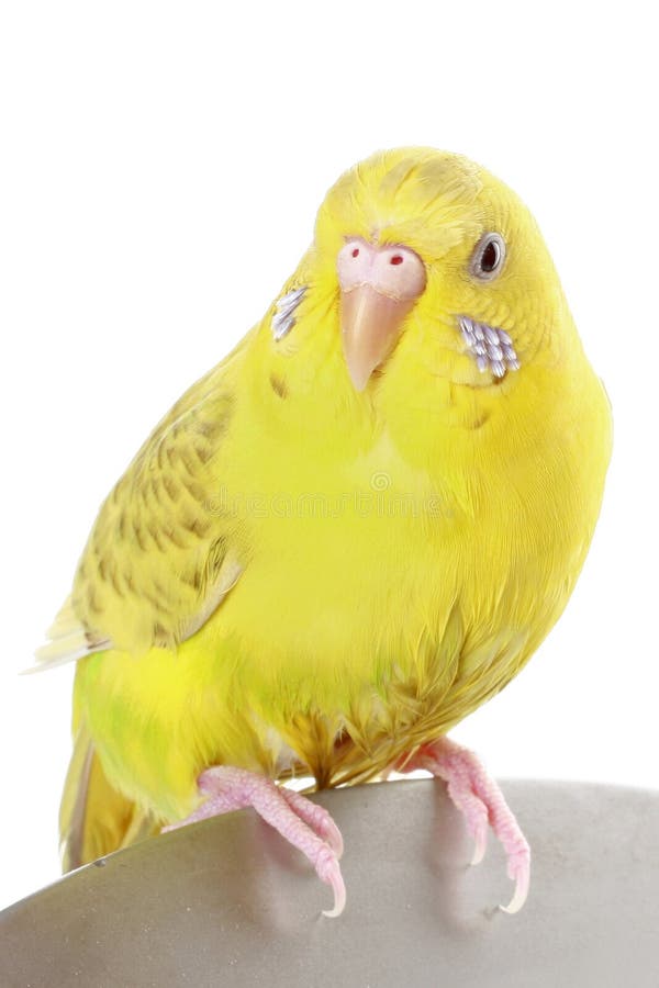 Yellow budgie stock photo. Image of eyes, lovebird, sitting - 11051300