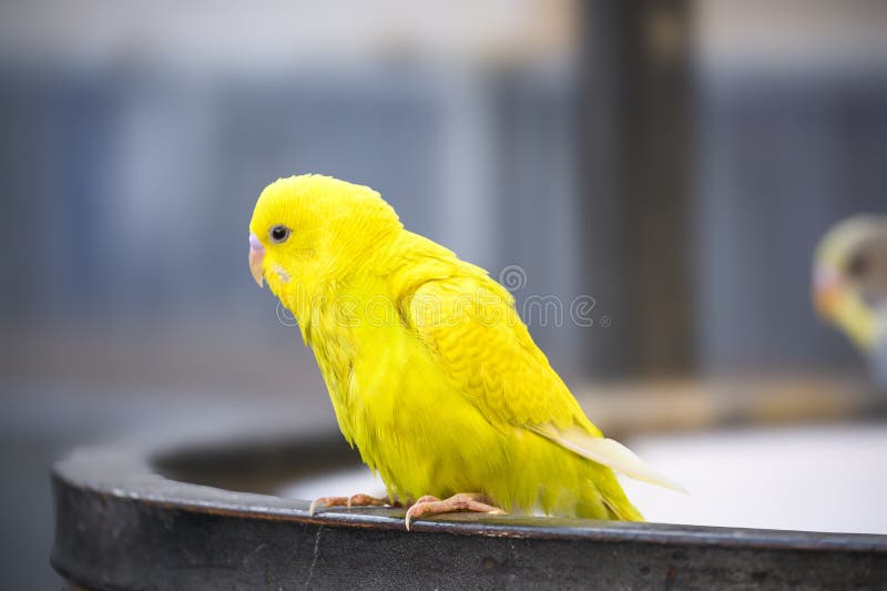 Yellow Budgie at the Pet Shop Stock Photo - Image of budgerigar, people ...