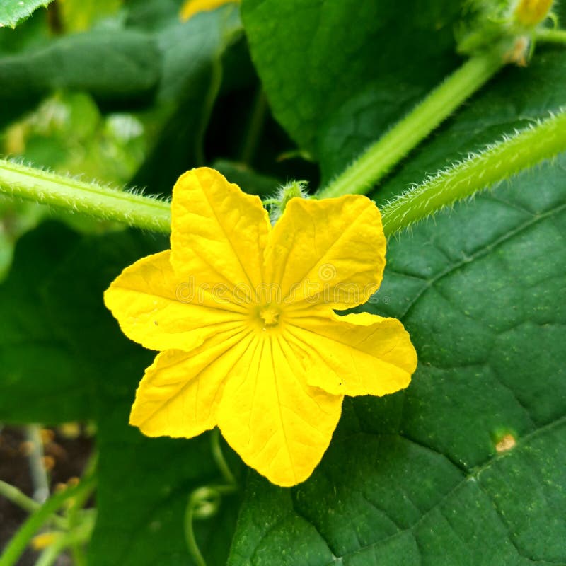 Yellow Buds of a Flowering Cucumber. Farming. Vegetable Growing Stock ...