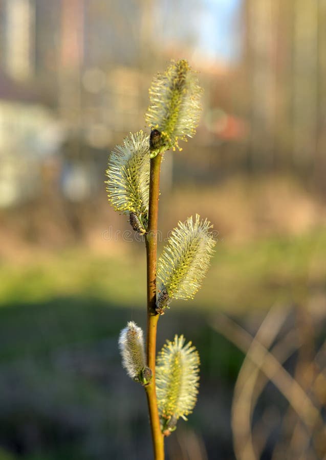 Yellow Buds of Willow Tree. Stock Image - Image of buds, botanical ...