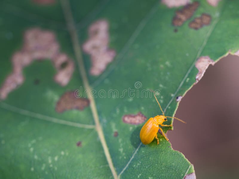 Yellow Bug Eating the Old Leaf Stock Photo - Image of brown, biology ...