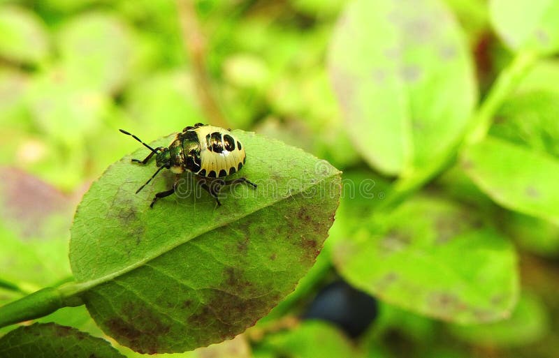 Yellow Bug on Green Leaf, Lithuania Stock Photo - Image of body ...