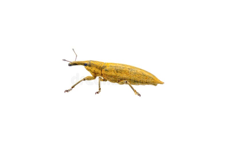 Yellow Bug on a White Background Stock Photo - Image of fauna, wildlife ...
