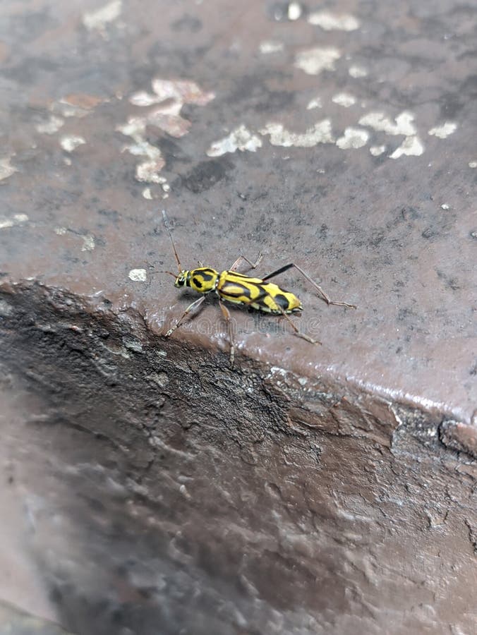 Yellow Bugs Rare Nature on Wall Stock Photo - Image of bugs, rare ...