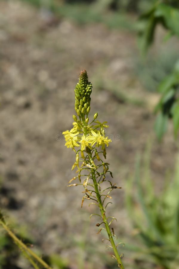 Yellow bulbine stock image. Image of garden, nature - 280277089