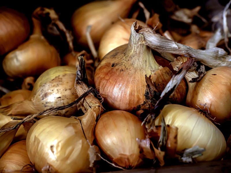 Bunch of Yellow Bulbs To Dry in a Basket Stock Image - Image of onions ...