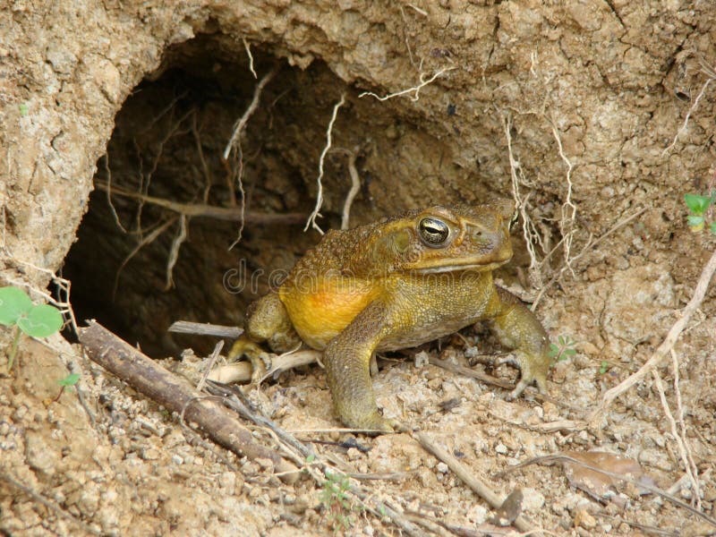Yellow Bullfrog stock photo. Image of tough, amphibian - 10975336