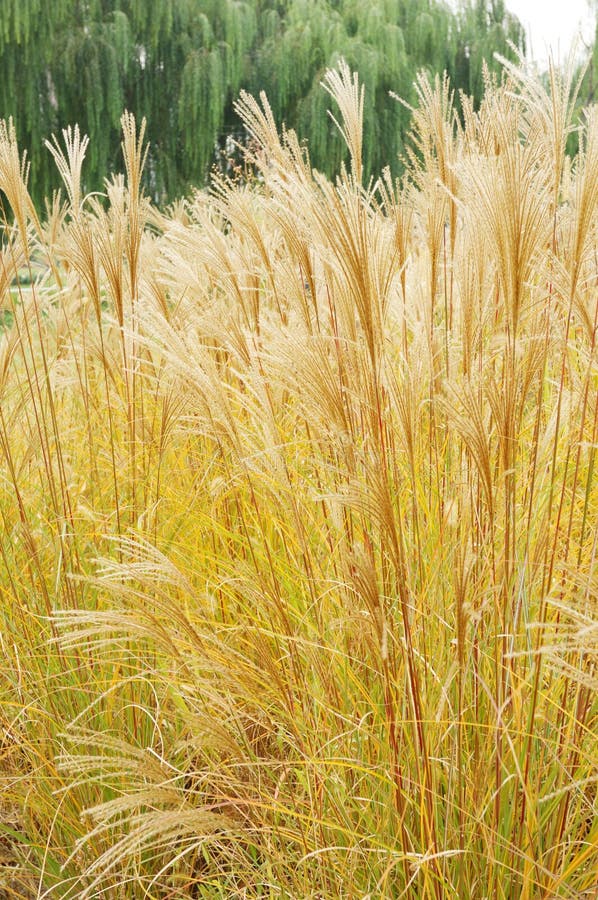 Yellow bulrush stock image. Image of leaf, tree, outdoor - 7260095