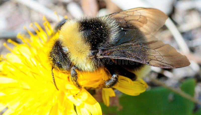 Yellow bumblebee close-up, stock photo. Image of color - 187704510