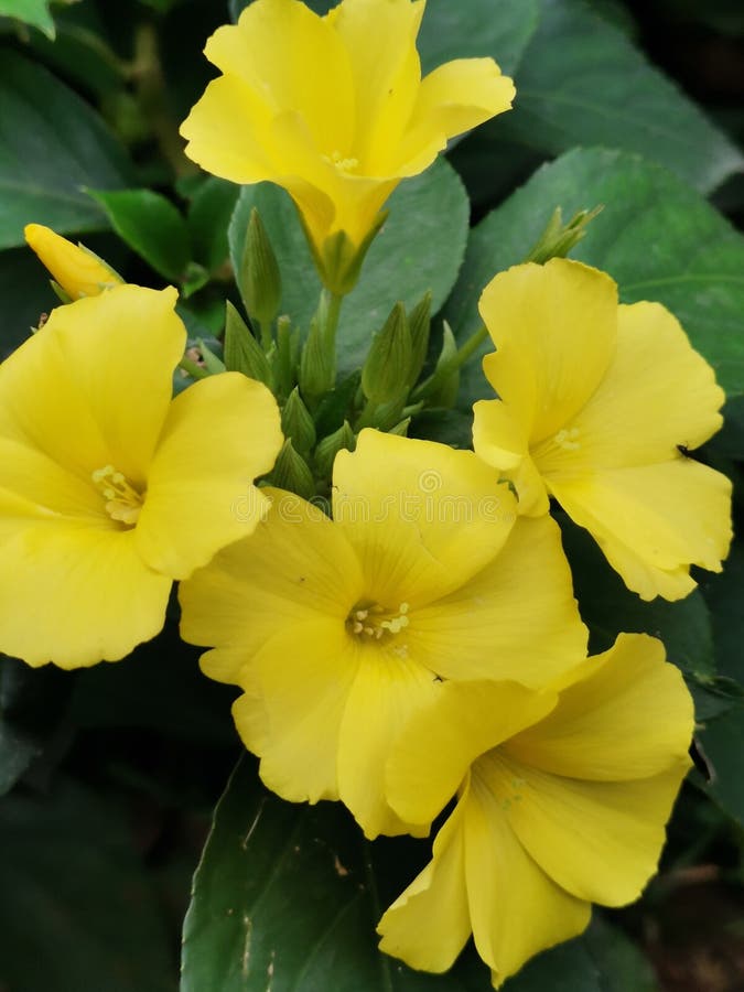 Yellow Bunch of Flowers Refresh the Air Stock Photo - Image of leaf ...
