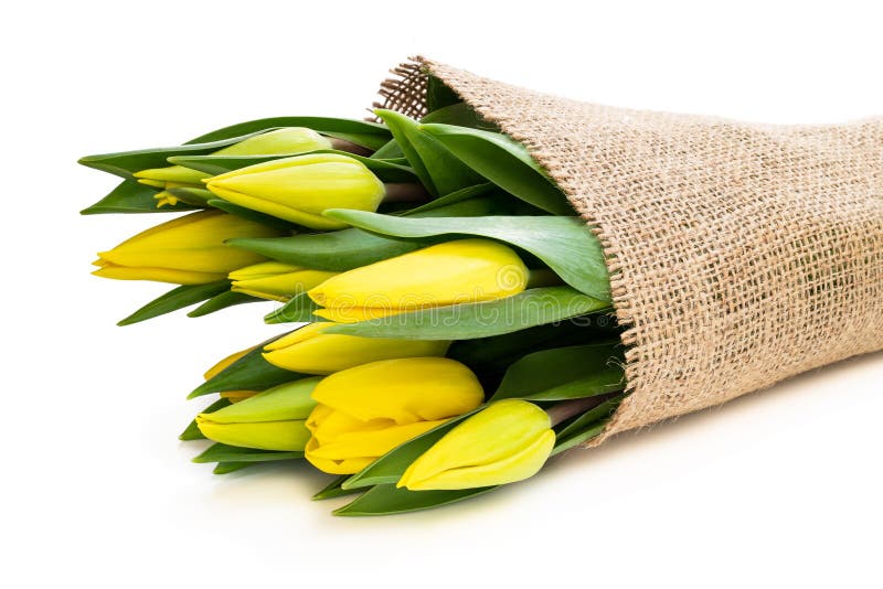 Yellow Bunch of Tulips Wrapped in Burlap Cloth Isolated on White Stock ...