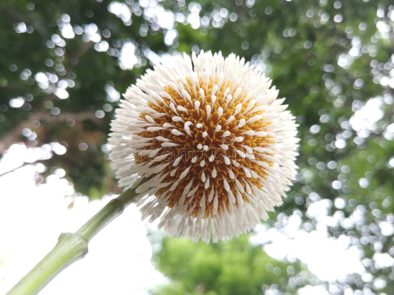 Yellow Burflower so Beautiful and Stock Photo - Image of little ...