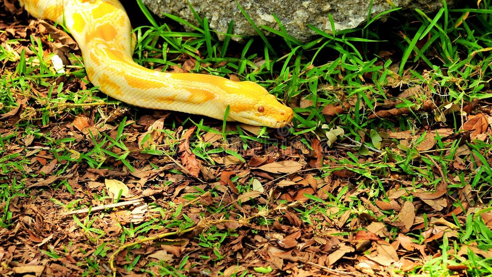Yellow Burmese Python (Python Bivittatus) Stock Photo - Image of ...