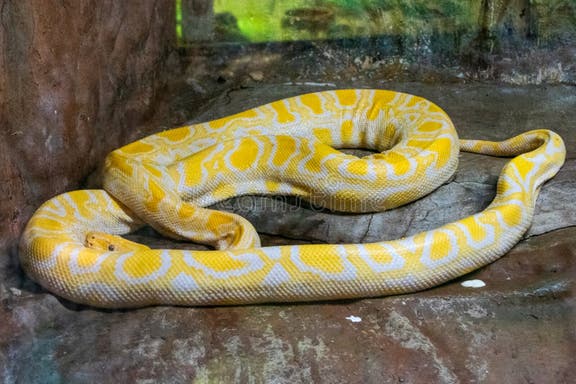 Yellow Burmese Python (Python Reticulatus) is a Species of Snake in the ...