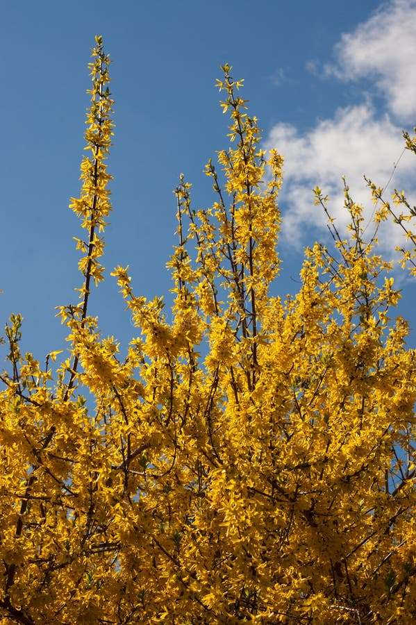 Yellow bush stock image. Image of yellow, spring, pink - 90804165