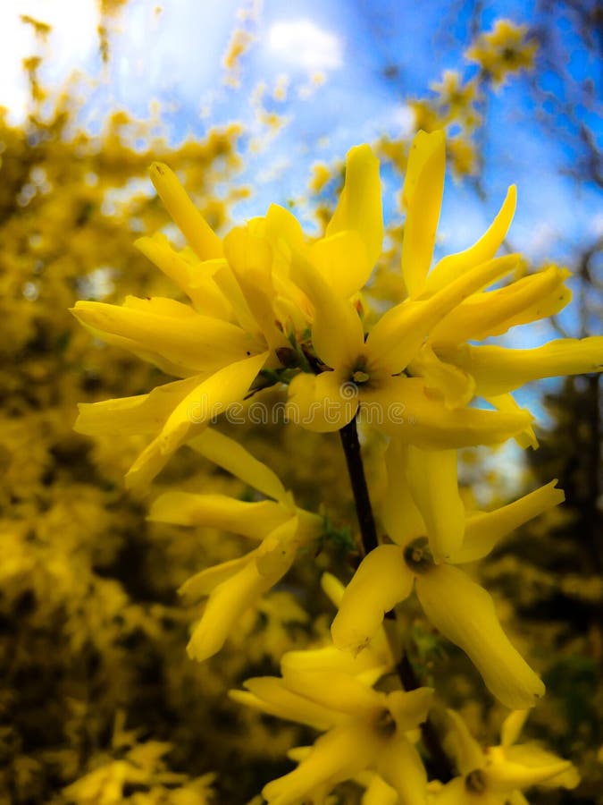 Yellow bush flowers stock photo. Image of spring, yellow - 53041230